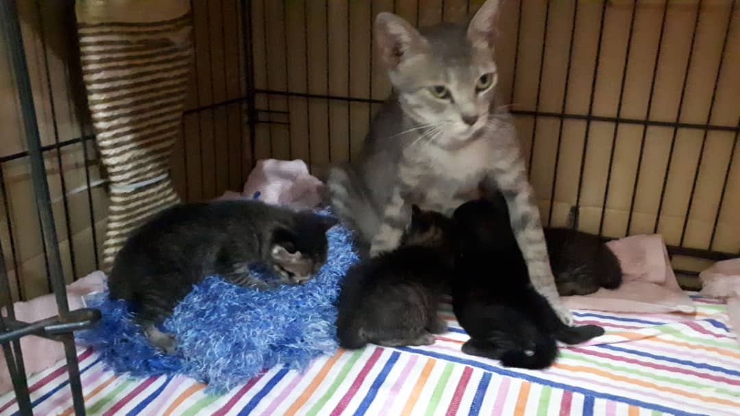 The Greystokes - AnimalCare