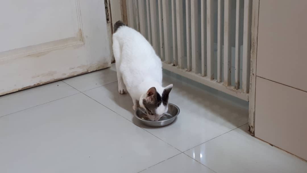 Pole's new milestone (eating story) - AnimalCare