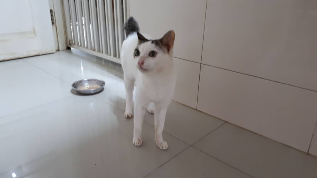 Pole's new milestone (eating story) - AnimalCare