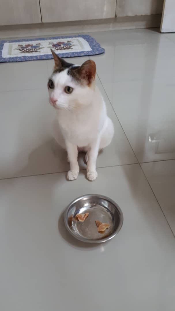 The challenge of getting Pole to eat - AnimalCare