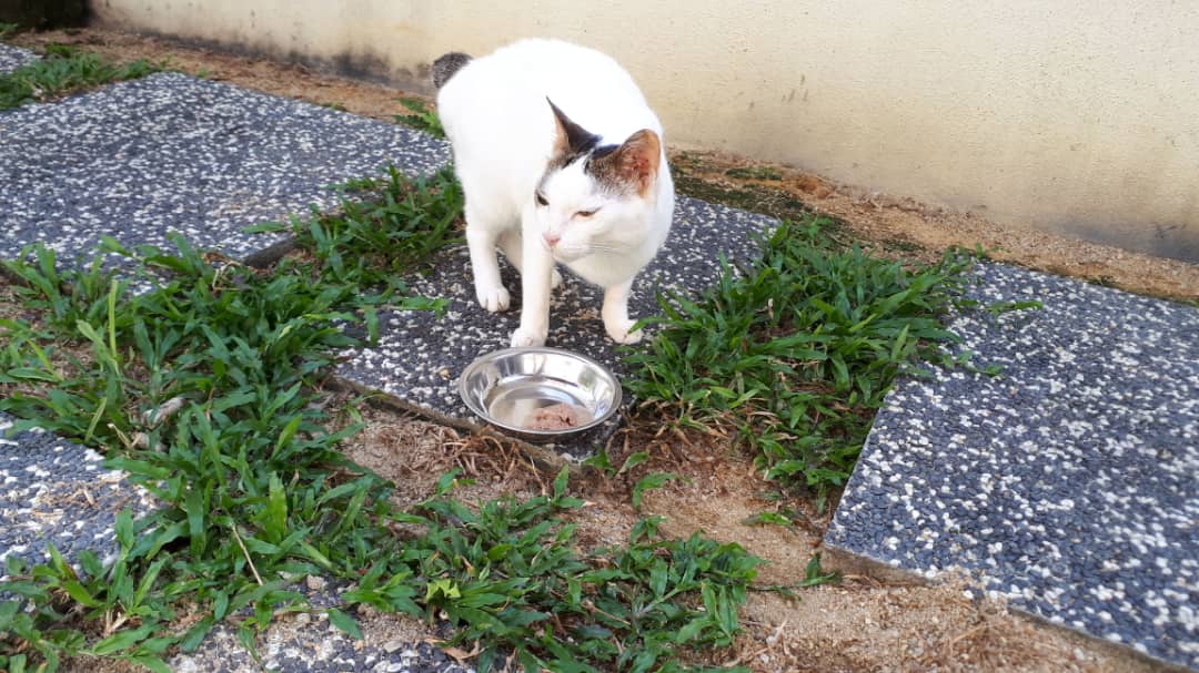 The challenge of getting Pole to eat - AnimalCare