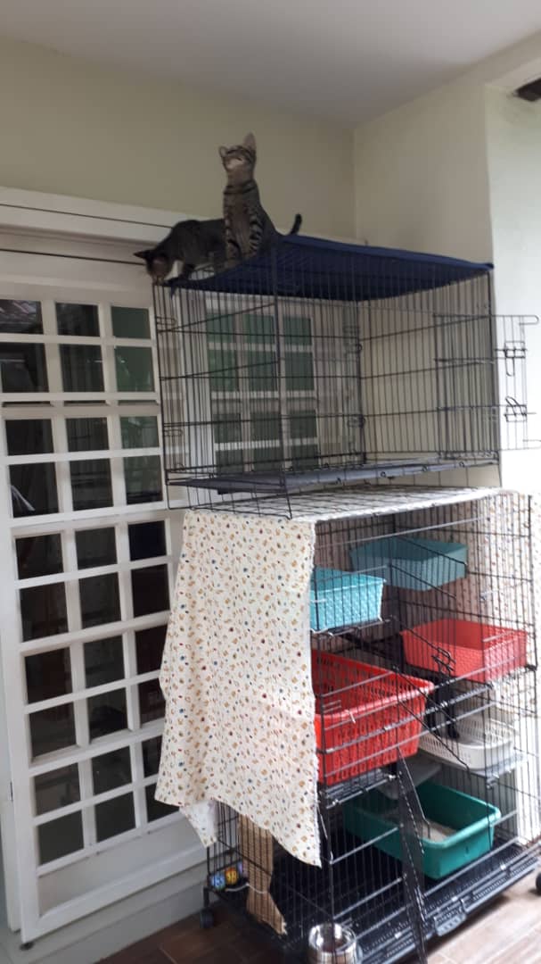 A 3-storeyed tower for the kittens - AnimalCare