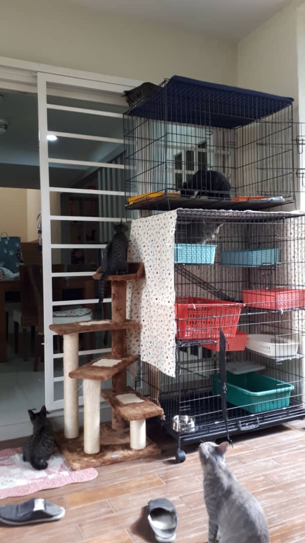 A 3-storeyed tower for the kittens - AnimalCare