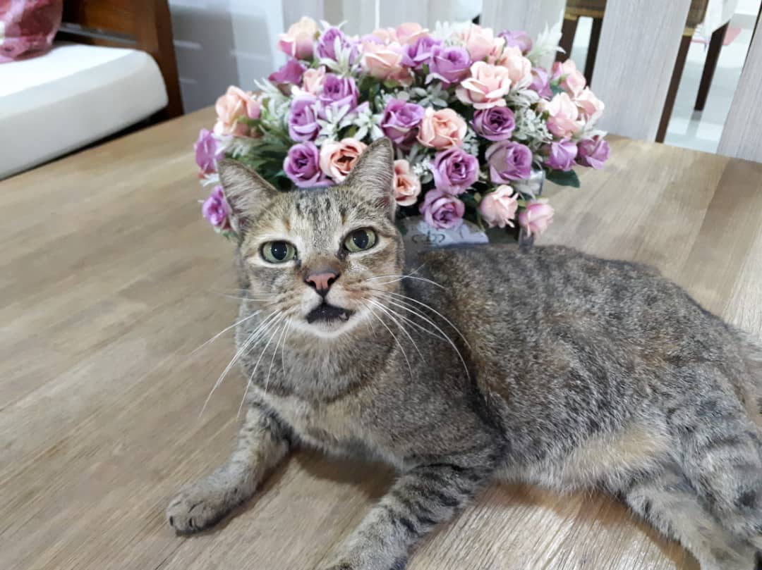 Farewell, our beloved and dearest Heidi - AnimalCare