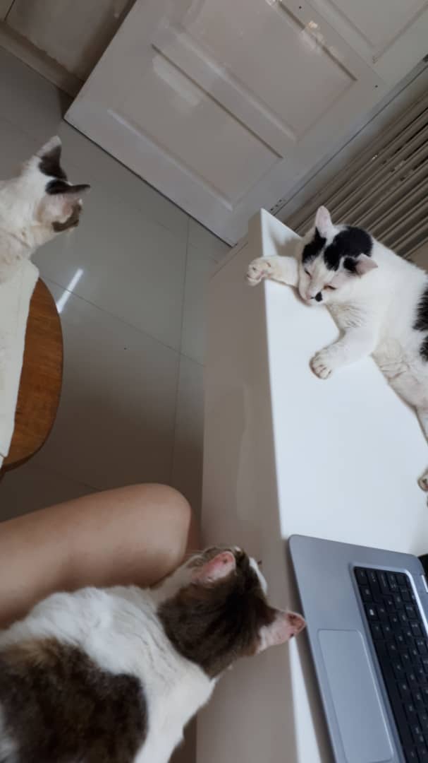 Cleo's subcut + facial massage - AnimalCare