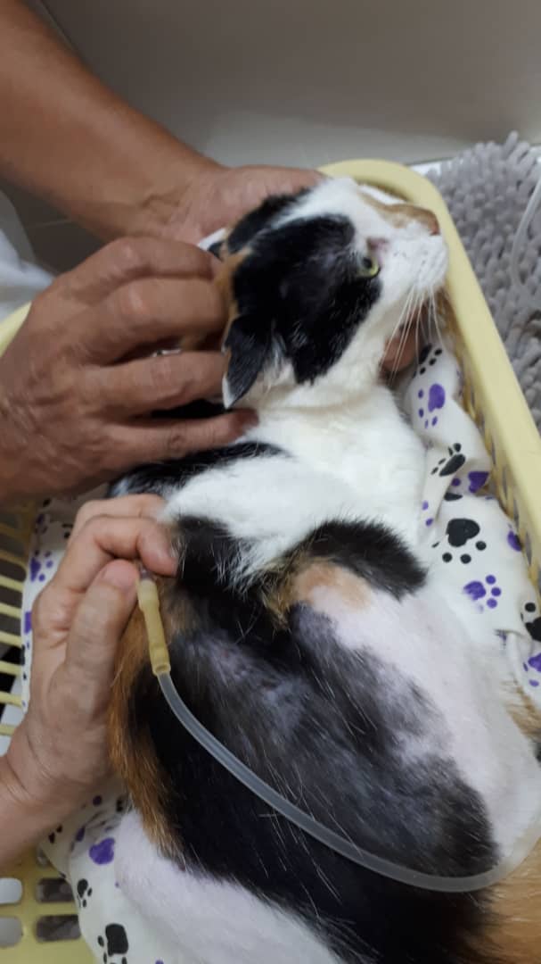 Cleo's subcut + facial massage - AnimalCare