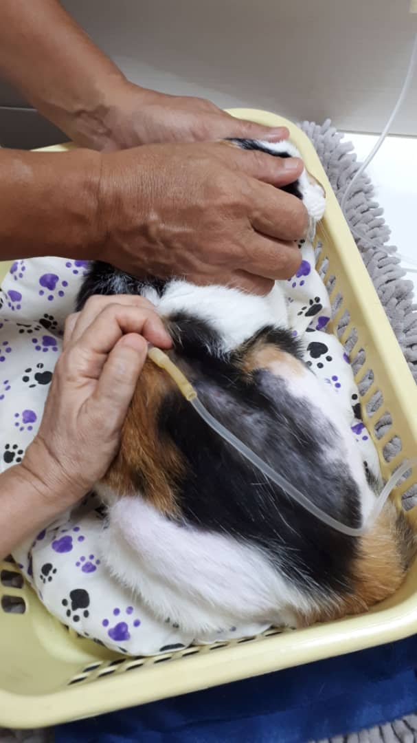 Cleo's subcut + facial massage - AnimalCare