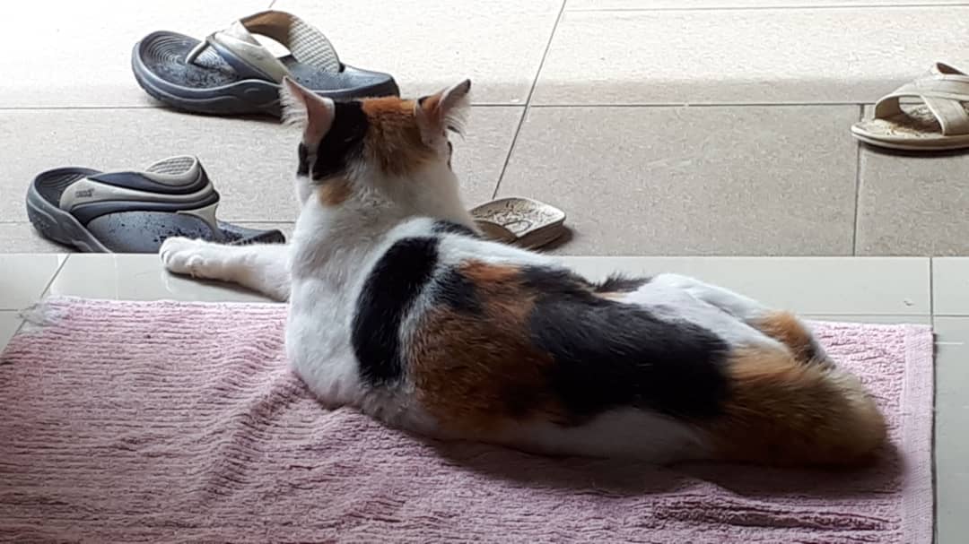 Cleo's subcut + facial massage - AnimalCare