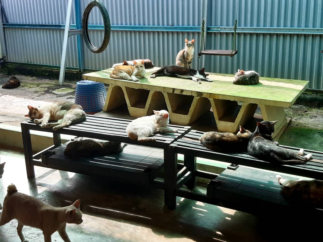 Petfood Donation to MunMun Furry Sanctuary - AnimalCare