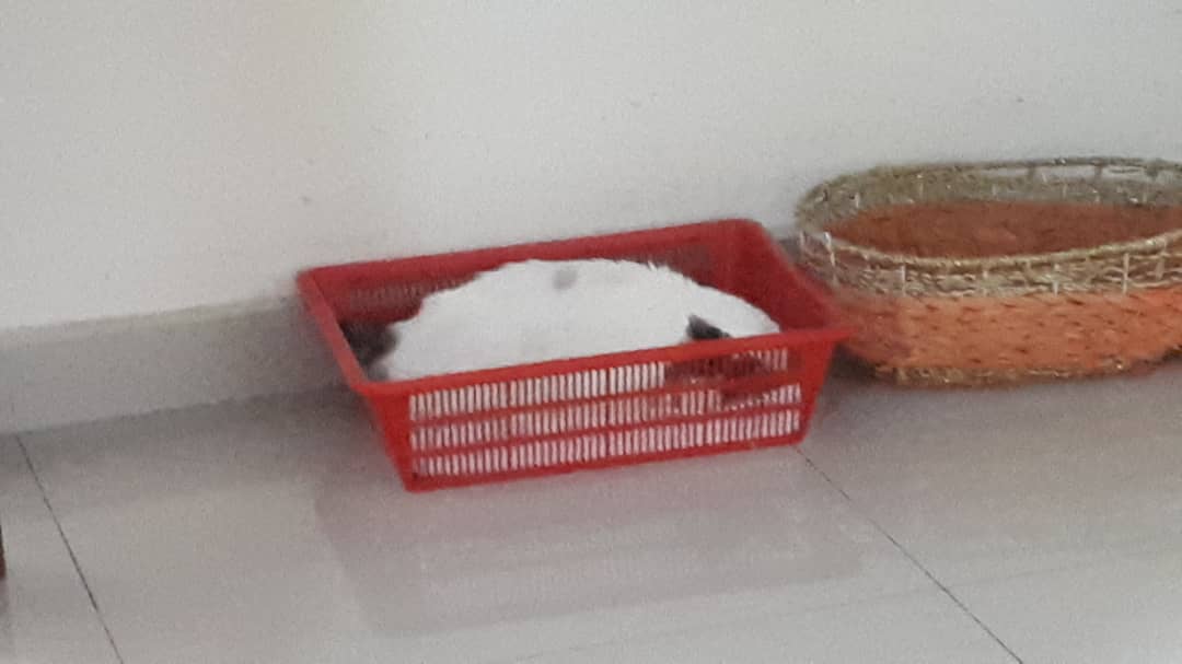 Small amounts of food for Pole - AnimalCare