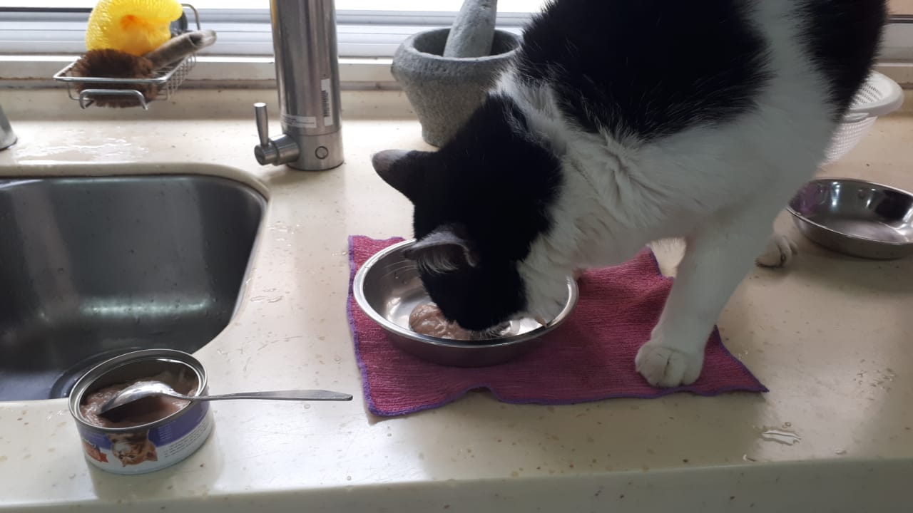 Finally....Indy eats a little by himself! - AnimalCare