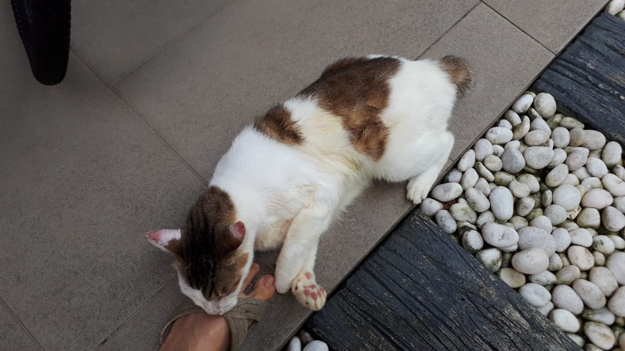 Bunny's Poopy Gallery - AnimalCare