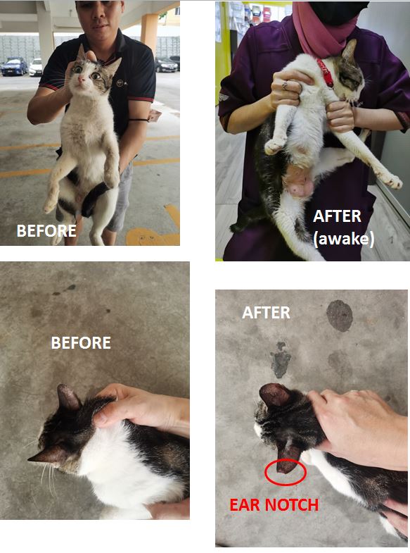 Neutering aid for 1 cat in Cheras (Leong Chee San's) - AnimalCare