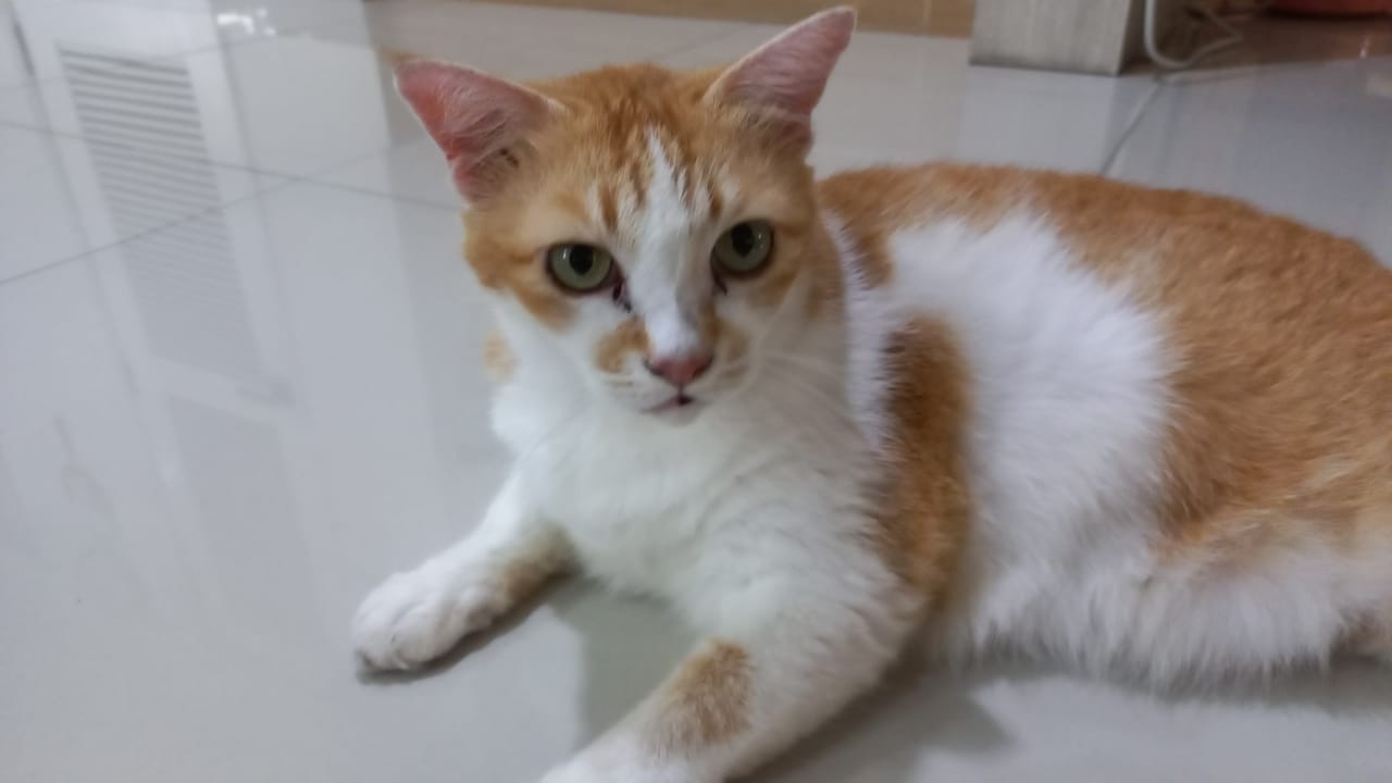 Ginger aka Longkang Cat escaped again... - AnimalCare