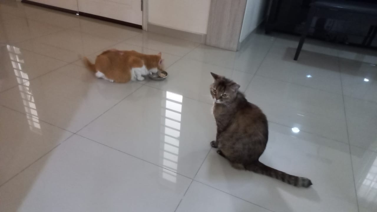 Ginger aka Longkang Cat escaped again... - AnimalCare