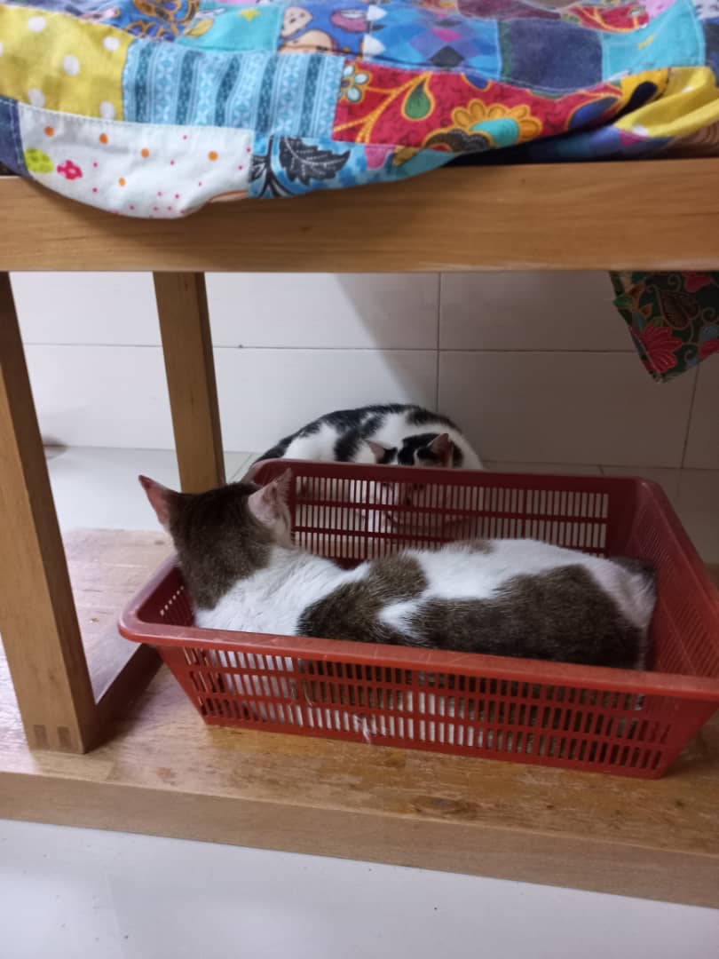 More brotherhood photos - AnimalCare
