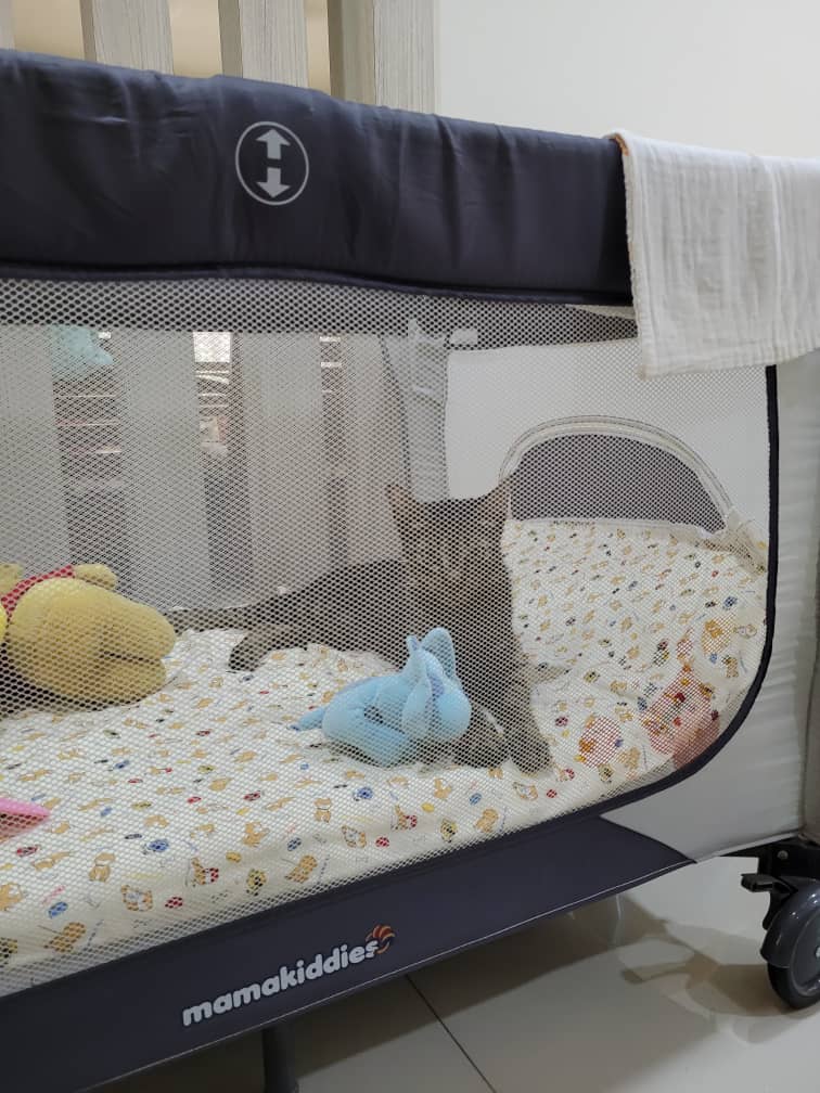 Jayden and his new kindy friend, Robin - AnimalCare