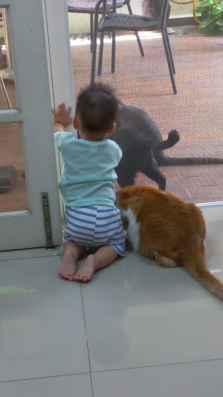 Jayden, Ginger and cat instincts - AnimalCare