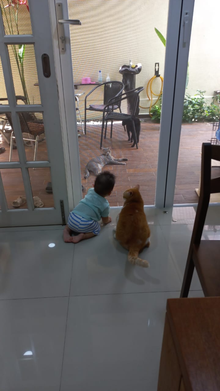 Jayden, Ginger and cat instincts - AnimalCare