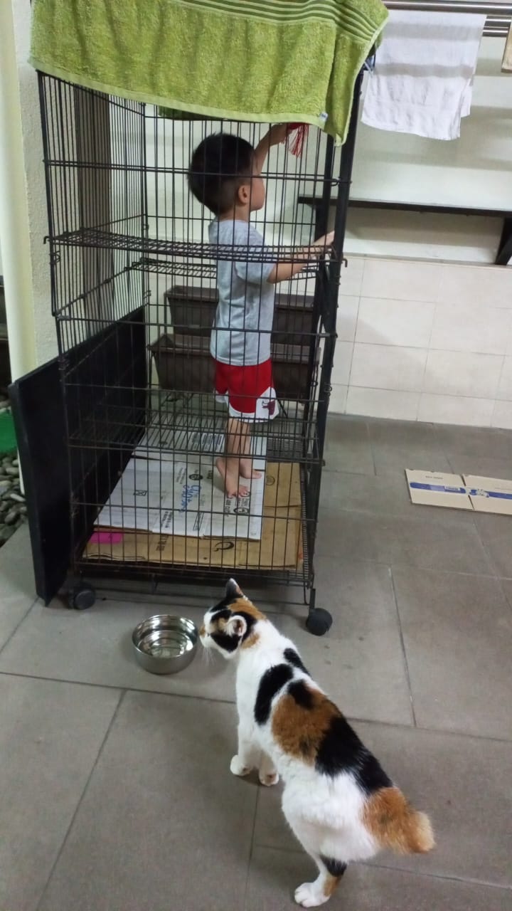 Who is the intruder in our condo? - AnimalCare