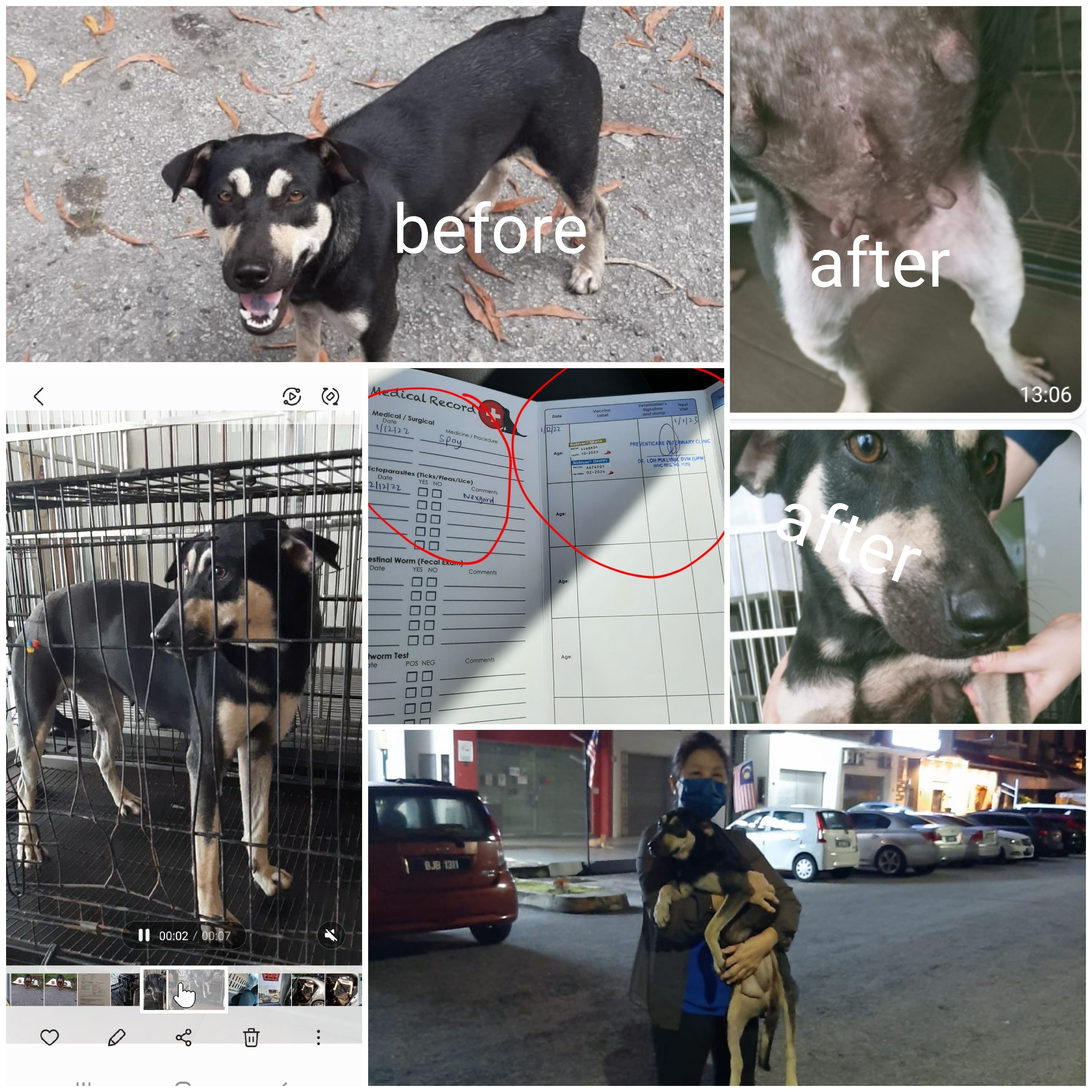 Neutering aid for 1 dog in Kajang (Loke Kit Cheng's) - AnimalCare