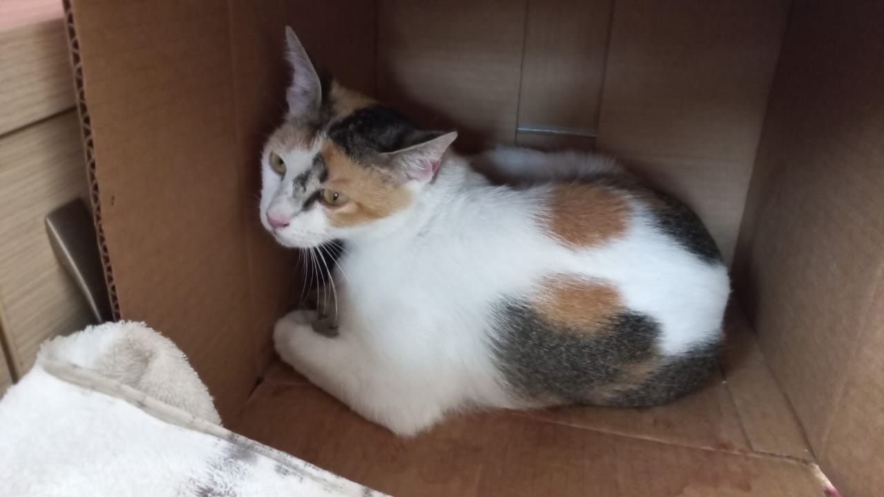 All three latching now!! - AnimalCare