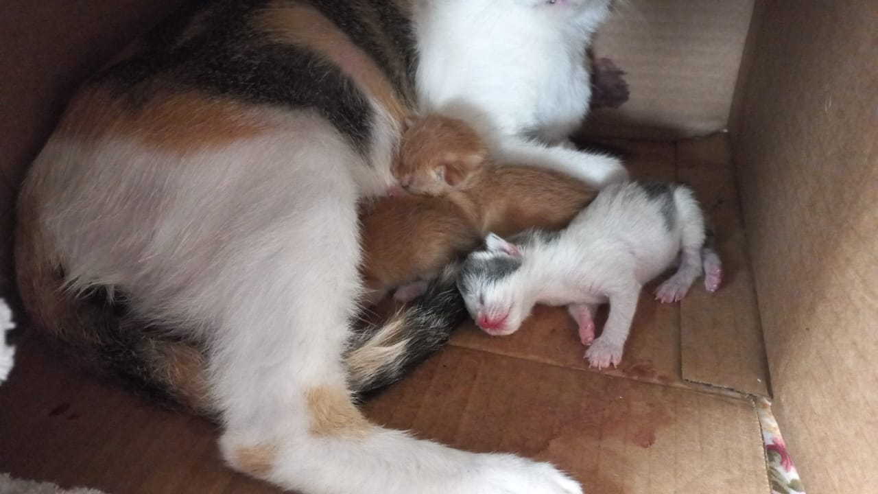 Some close-up photos of Kai, Akila and Tora! - AnimalCare