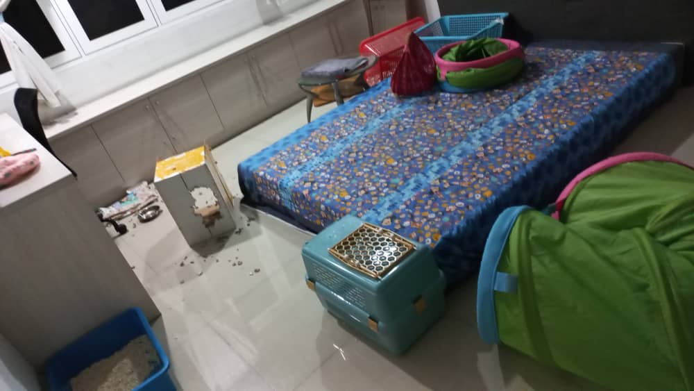 Misty's war zone - AnimalCare