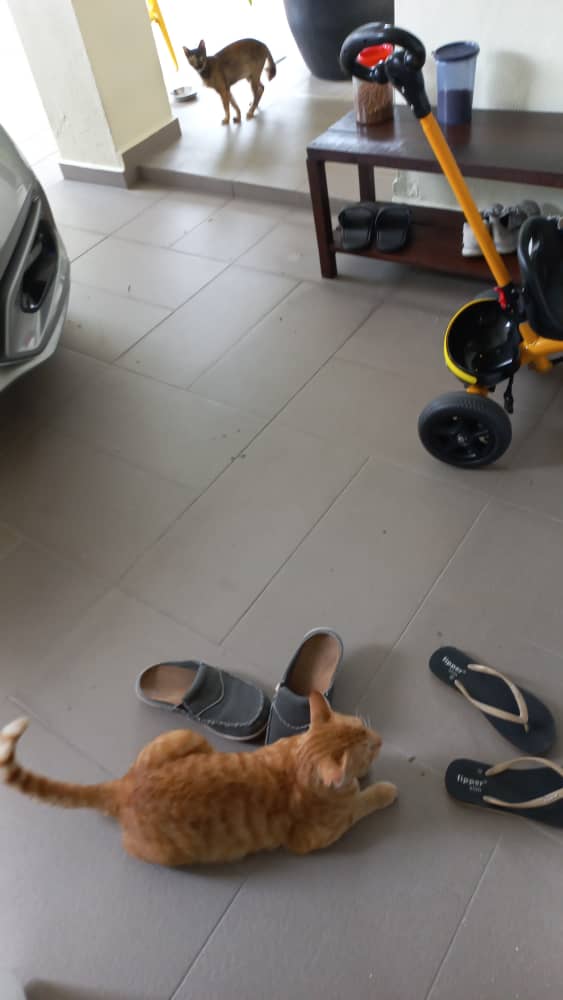Misty is the head honcho in the porch now?? - AnimalCare
