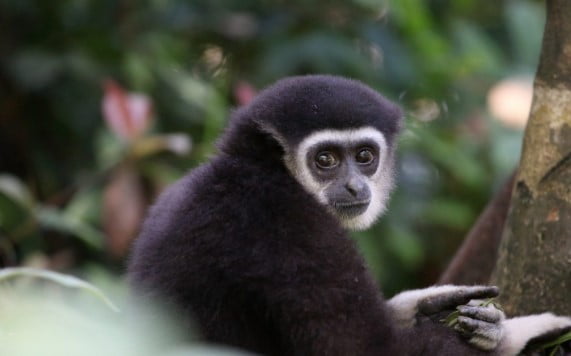 Giving gibbons a voice to sing again! - AnimalCare