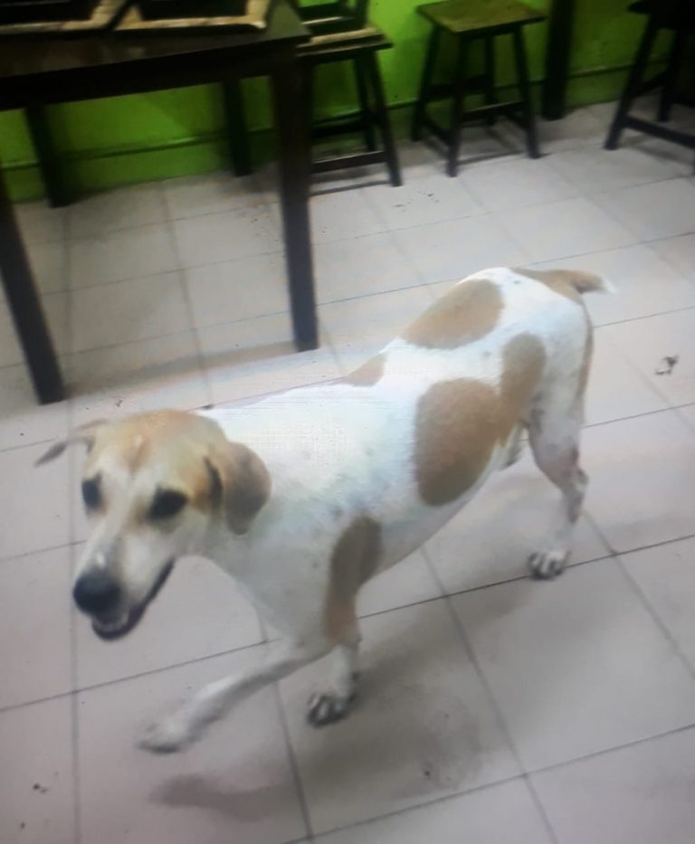 Survivor Shelter says goodbye to one of their oldest dogs, Bernard ...