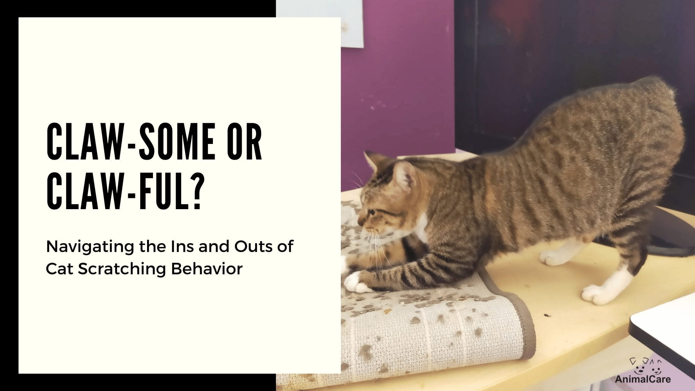 Claw-some or Claw-ful? Navigating the Ins and Outs of Cat Scratching ...