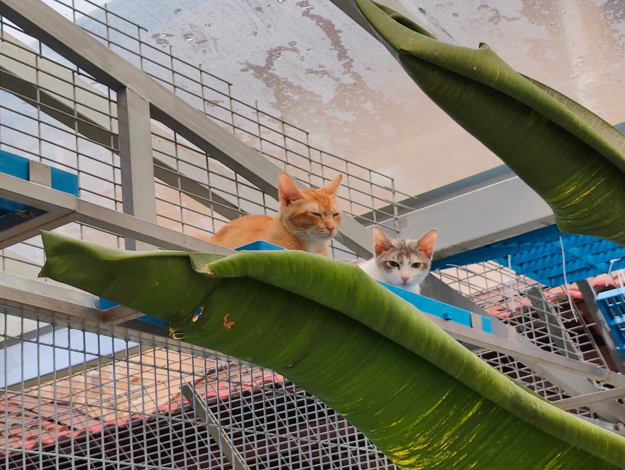 Our rural and urban cats - AnimalCare