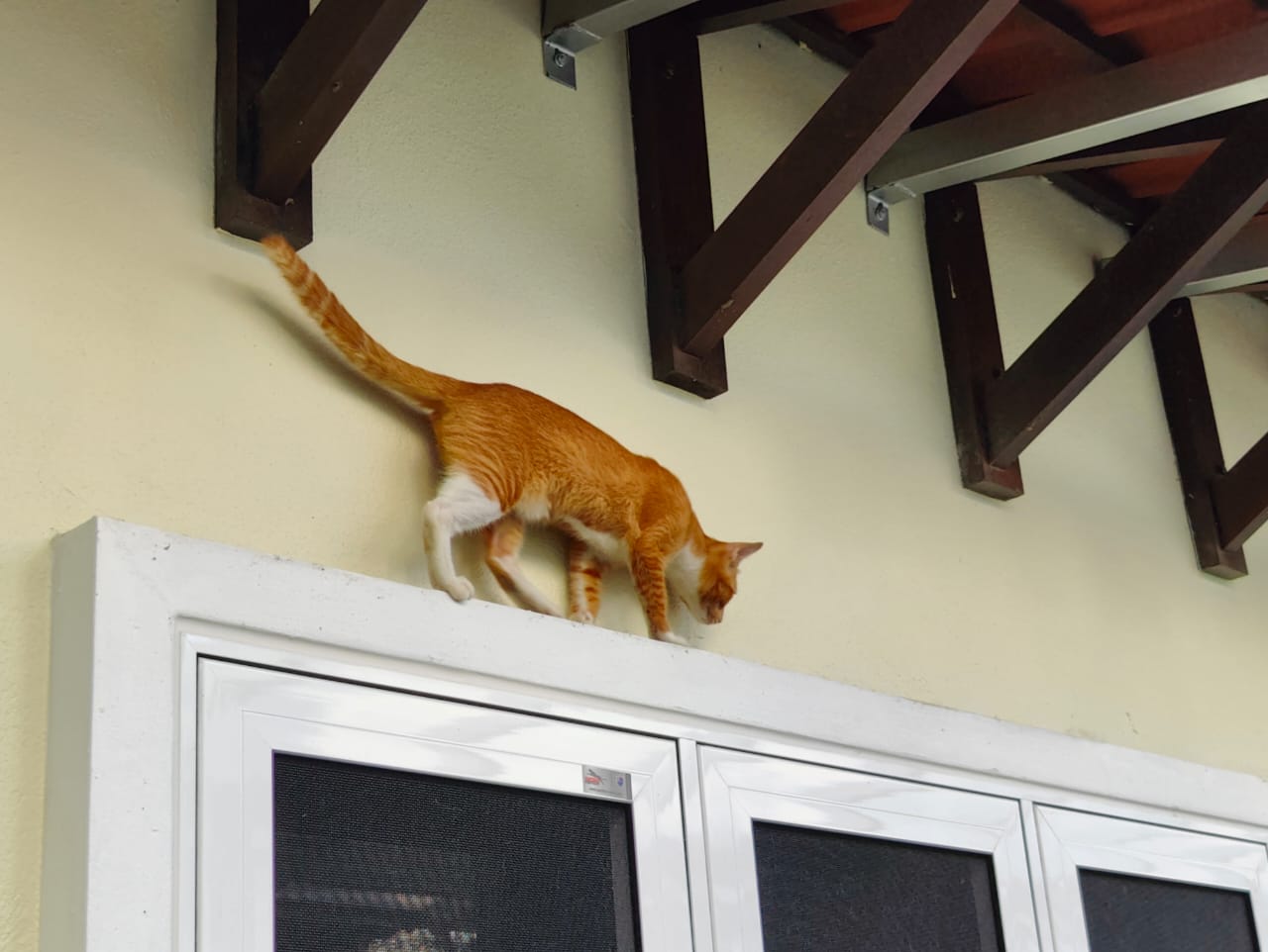 Help!! I'm stuck!! (Indra's little episode) - AnimalCare