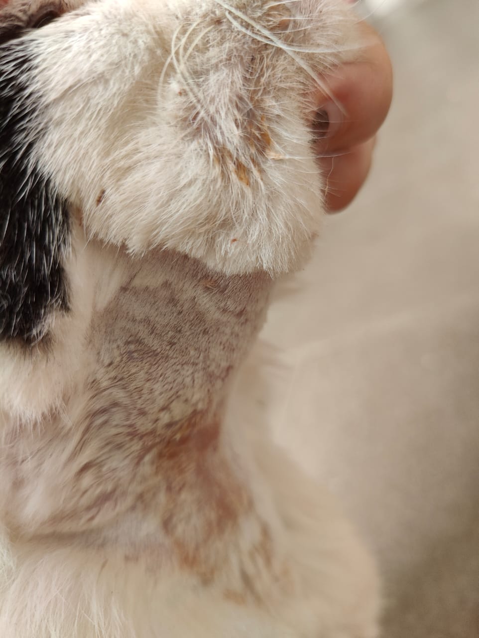 Cow Mau's soft tissue swelling - AnimalCare