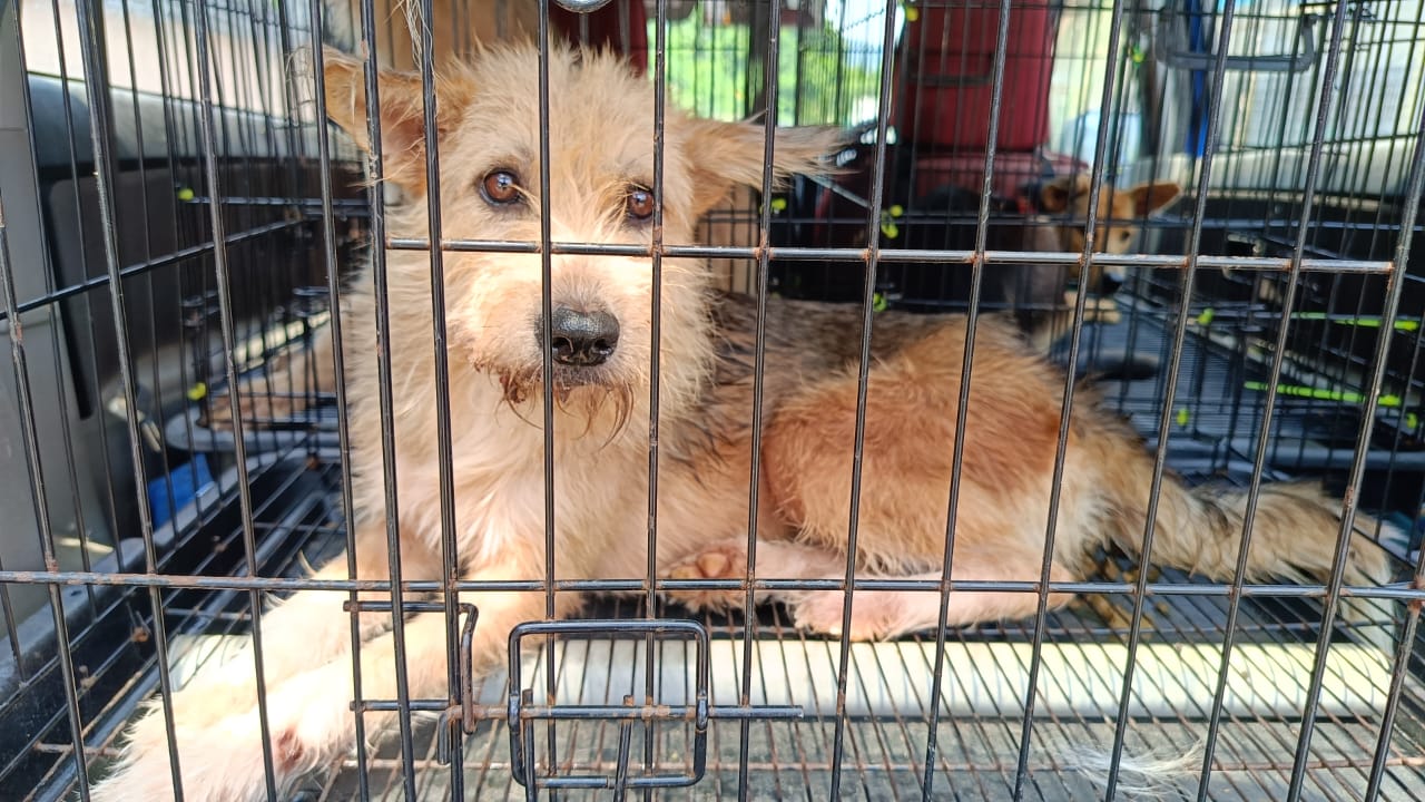 Neutering aid for 1 dog in Tambun, Ipoh (Fluff from Imm's Shelter's ...