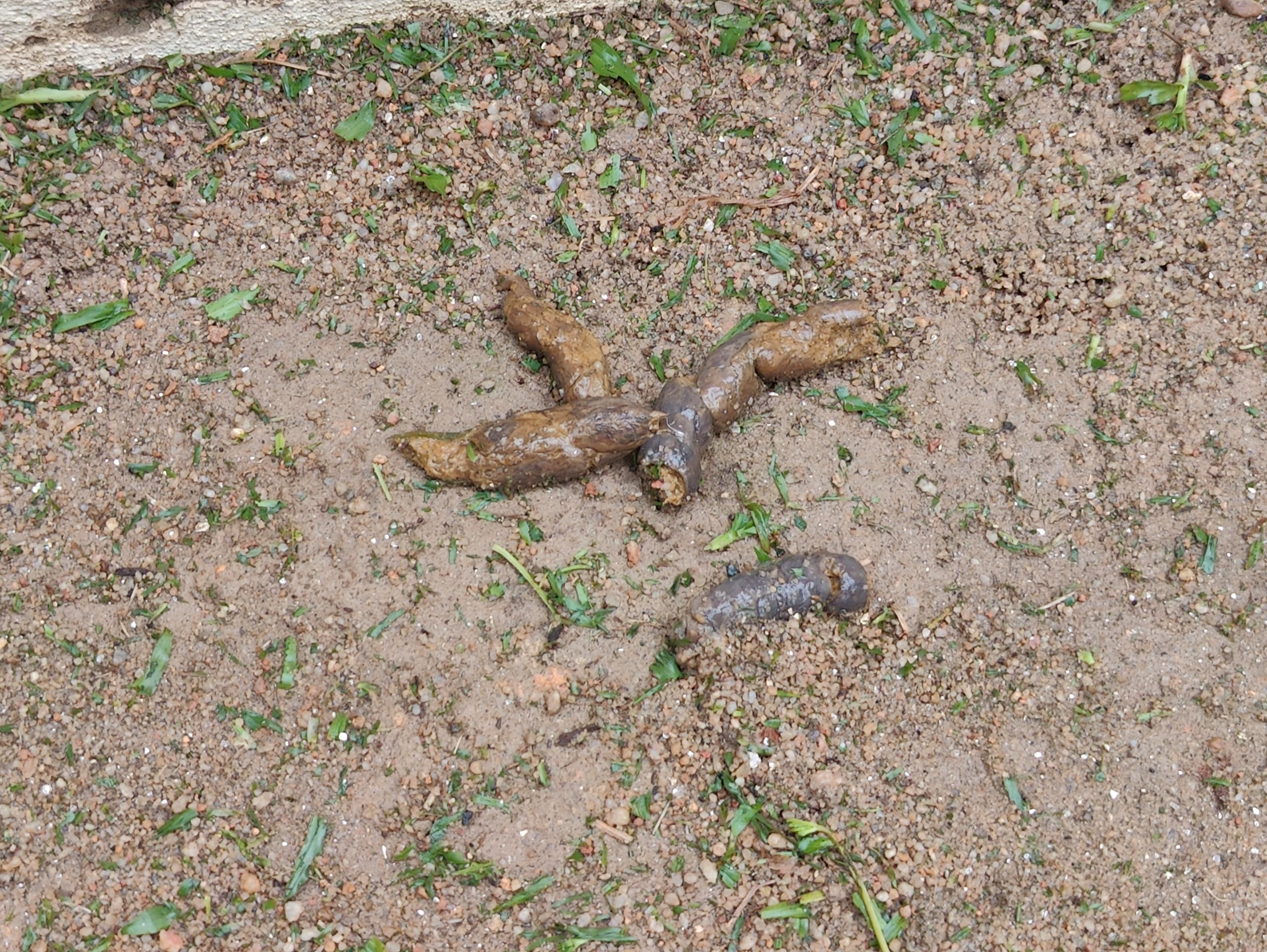 Indy's poop report for the day - AnimalCare