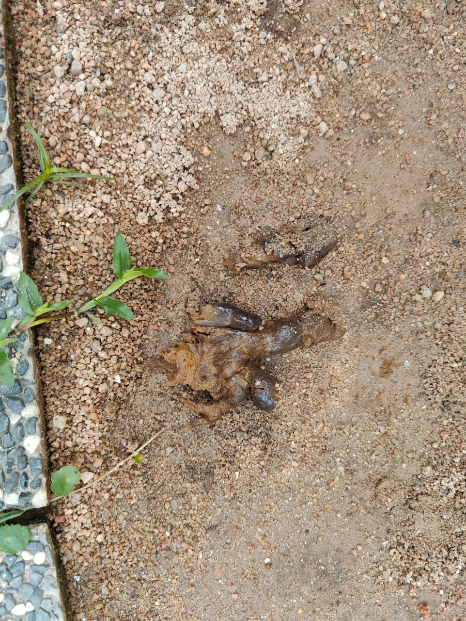 Nice poop from Indy and other Indy-tales! - AnimalCare