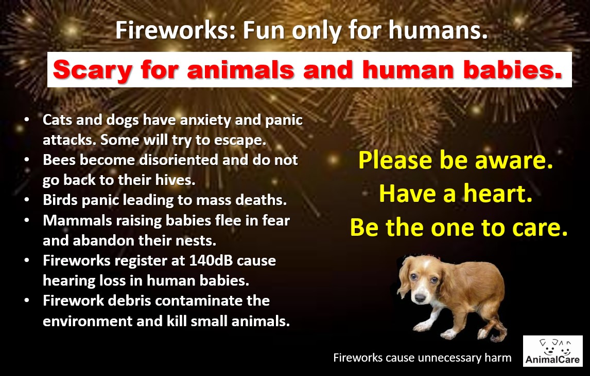 Push to create awareness on the dangers of fireworks - AnimalCare