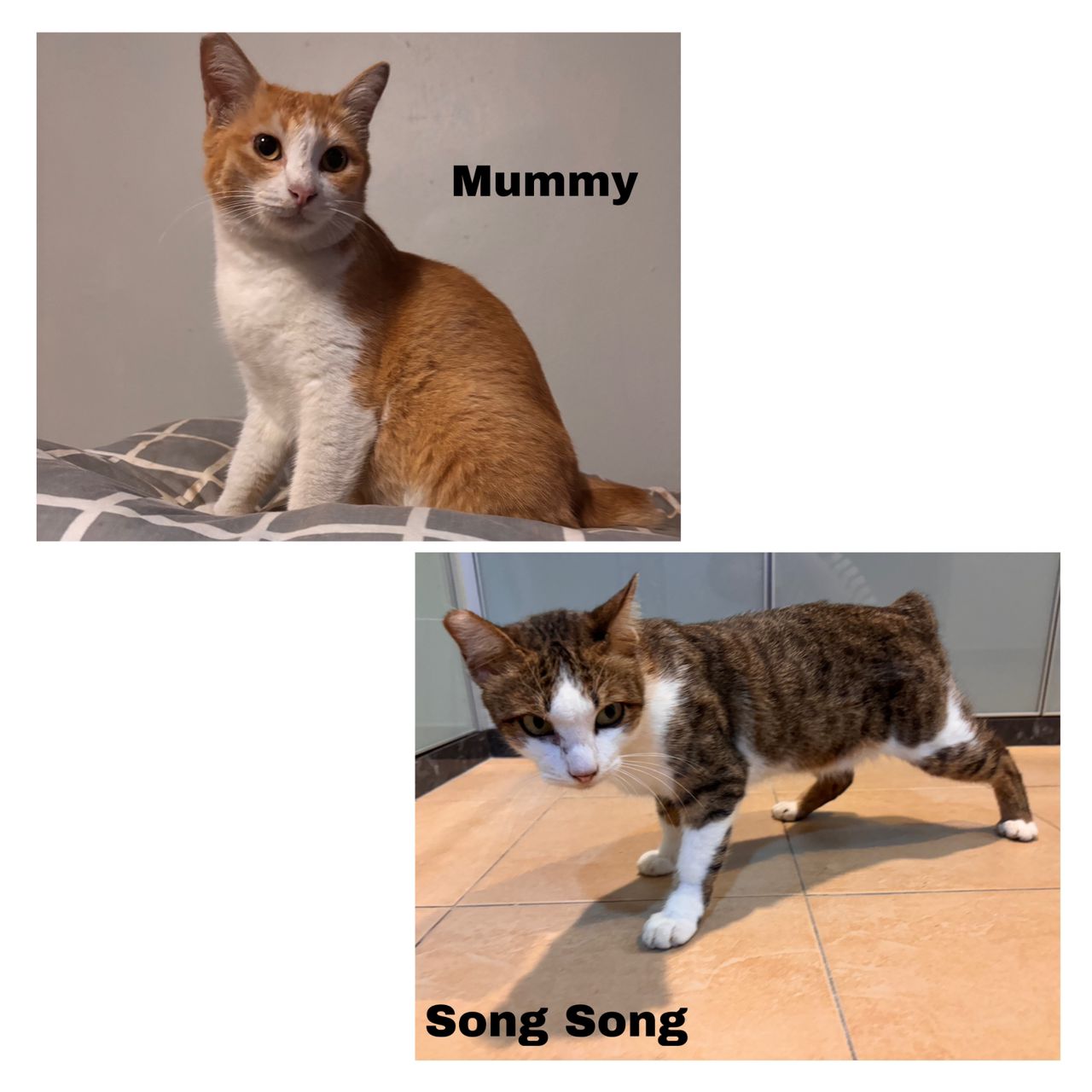 Vaccination aid for 3 cats in Kulai, Johor (Liow Xue Ni's) & Updates ...